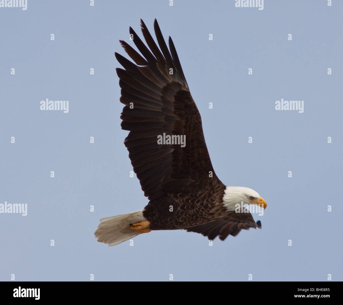 bald eagle soaring Stock Photo - Alamy