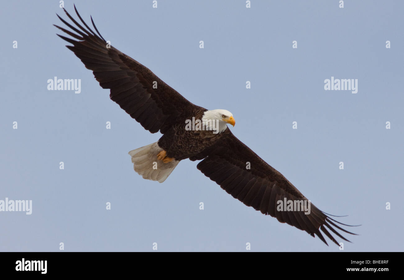 Soaring bald eagle hi-res stock photography and images - Alamy Soaring bald eagle hi-res stock photography and images - Alamy