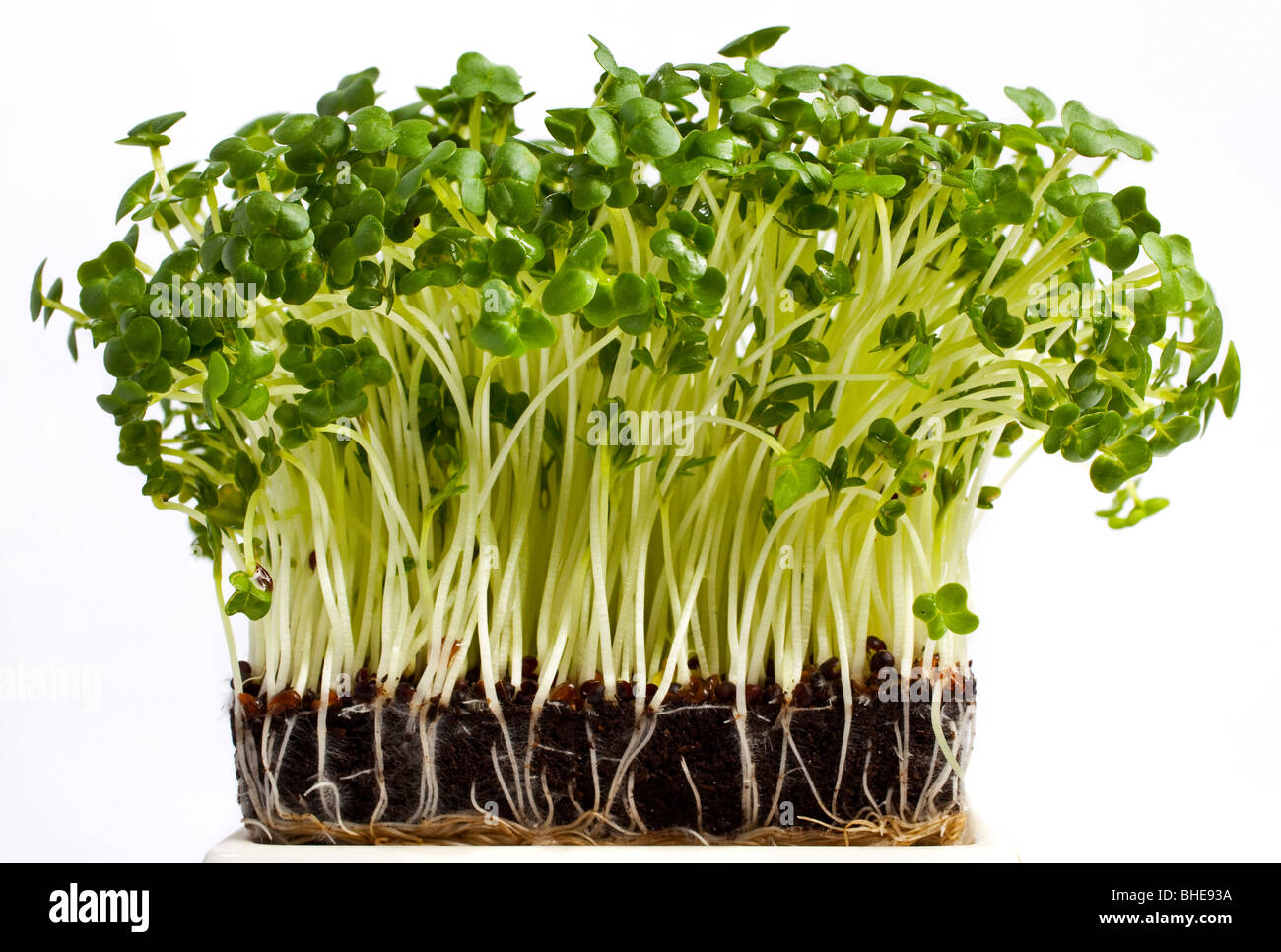 Cress showing roots Stock Photo - Alamy