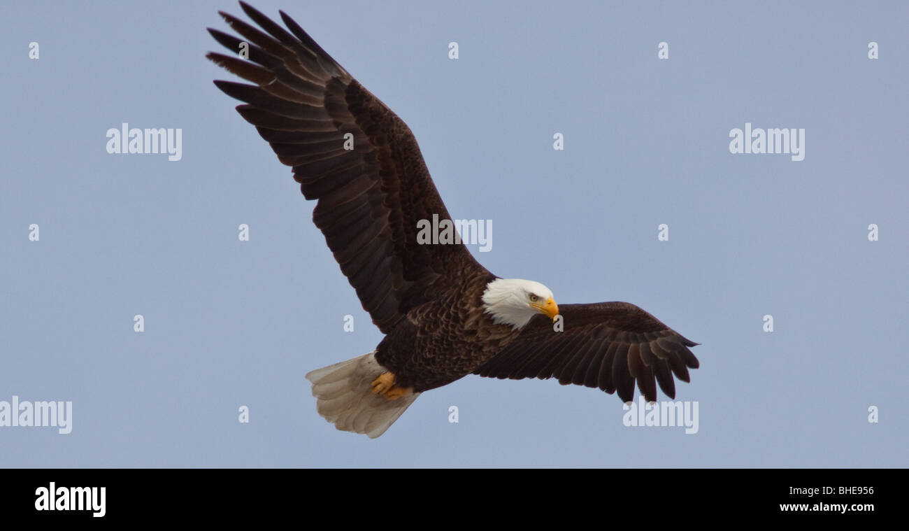 Eagle soaring hi-res stock photography and images - Alamy