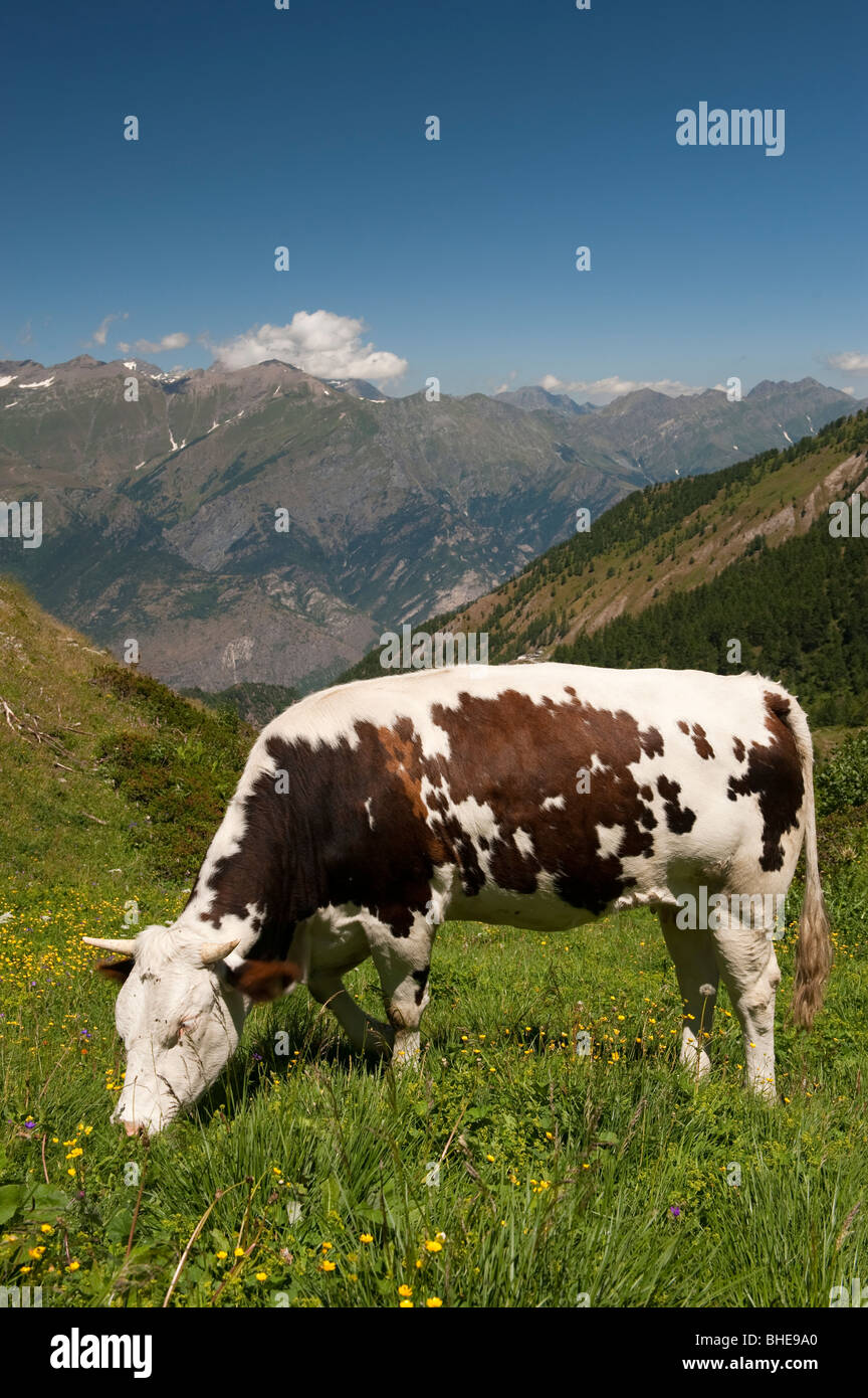 High pastures hi-res stock photography and images - Alamy