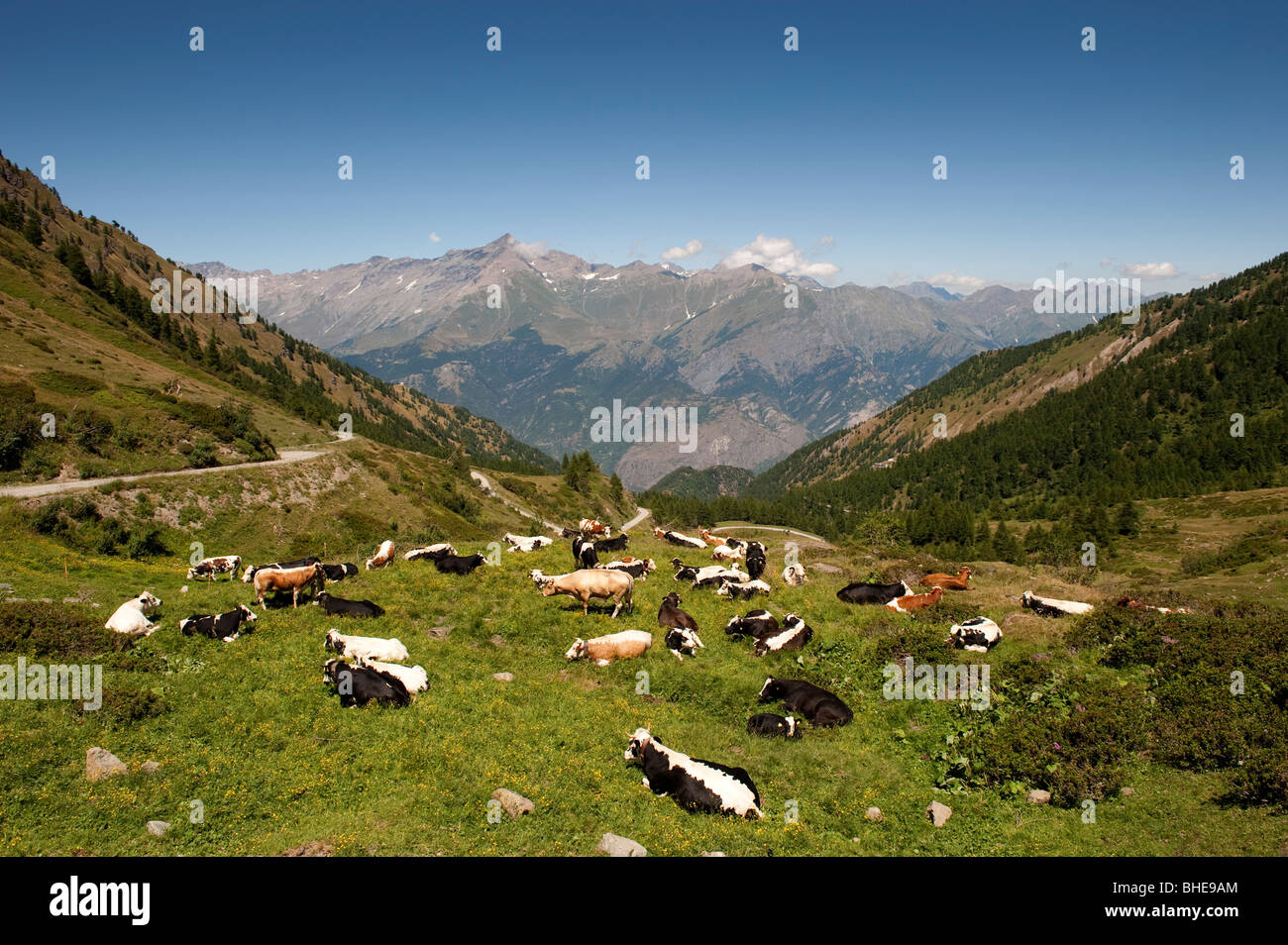 Animals in the alps hi-res stock photography and images - Alamy