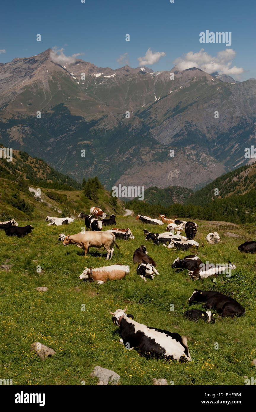 High pastures hi-res stock photography and images - Alamy