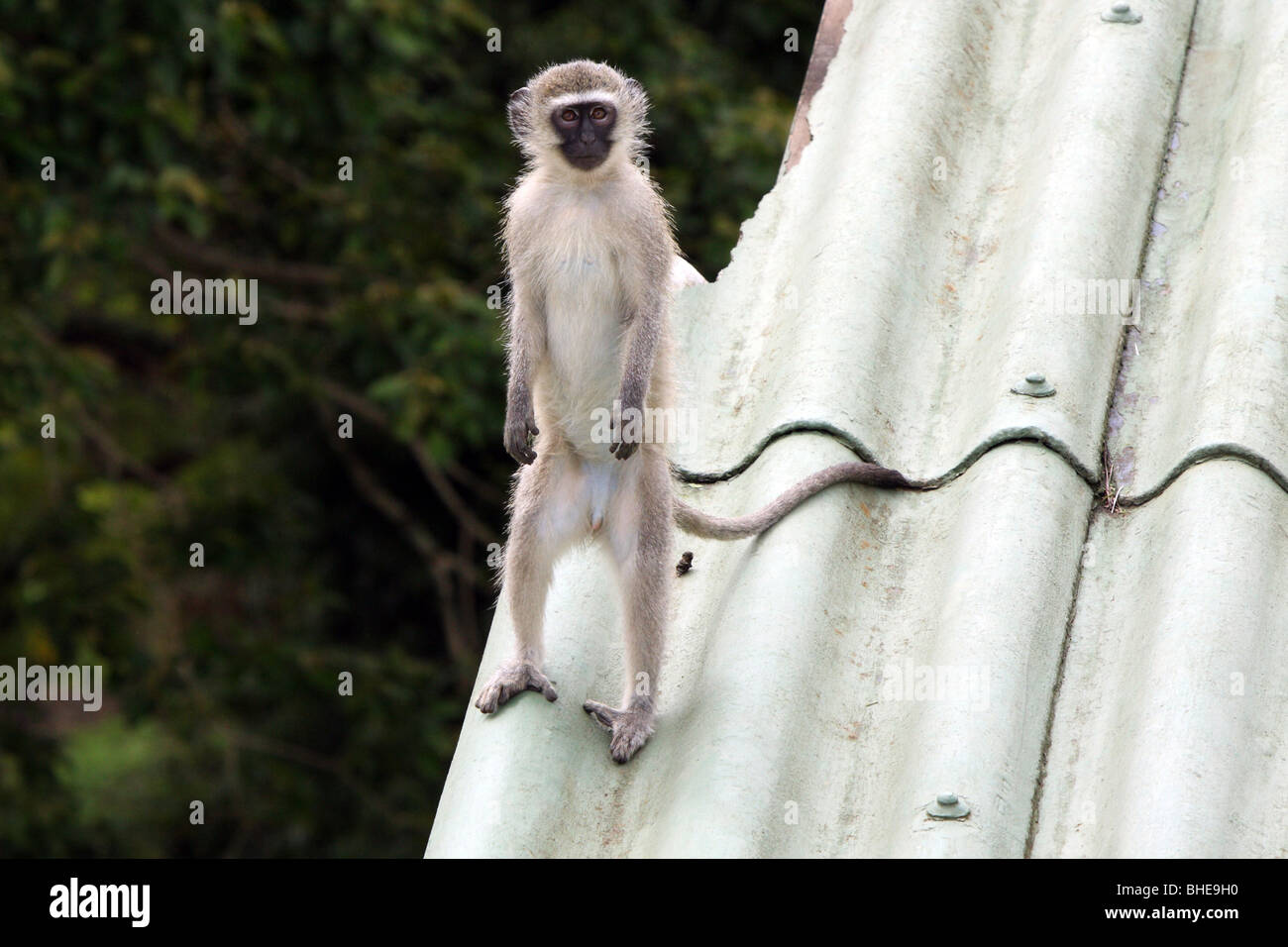 A monkey stands up on its hind legs on a rooftop in Eshowe, South ...