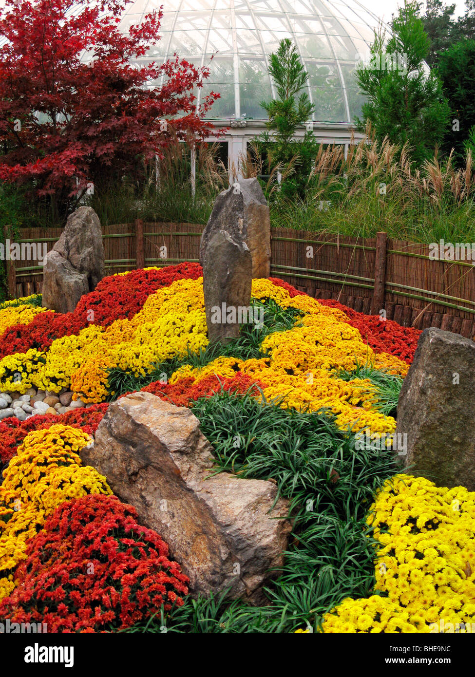 Kiku Stock Photos & Kiku Stock Images - Alamy