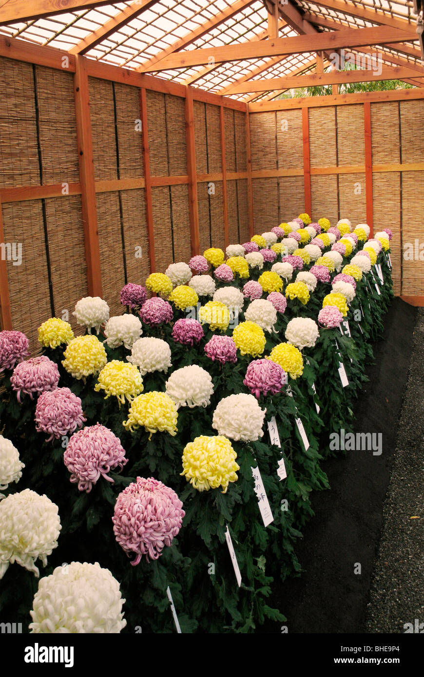 Ogiku hi-res stock photography and images - Alamy