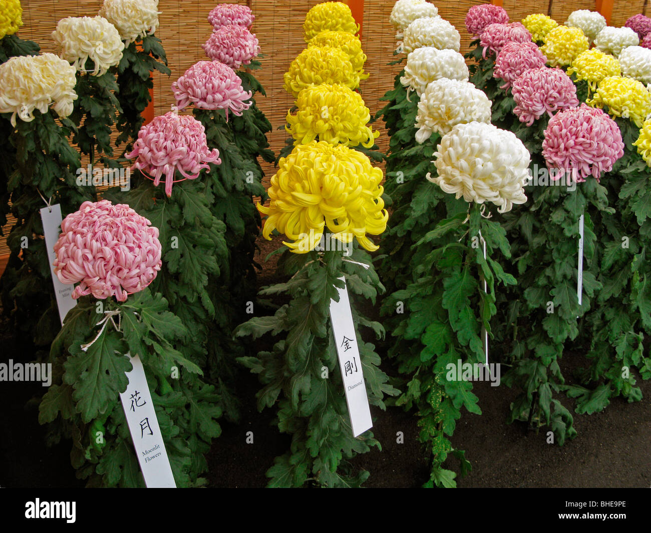 Kiku hi-res stock photography and images - Alamy