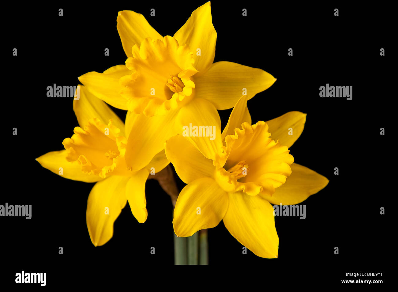 A bunch of daffodils Stock Photo - Alamy