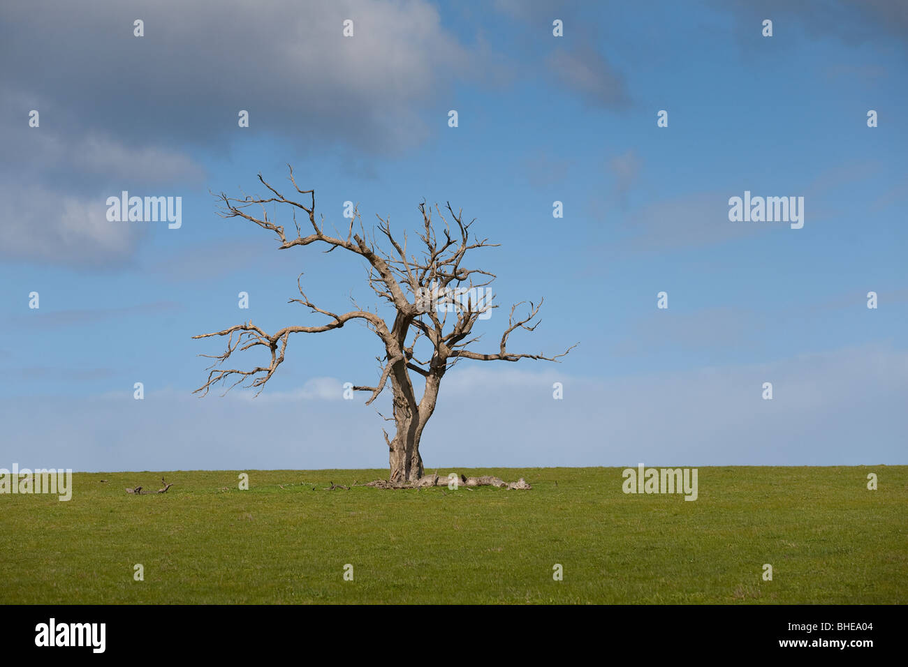 A dead tree in a field Stock Photo - Alamy