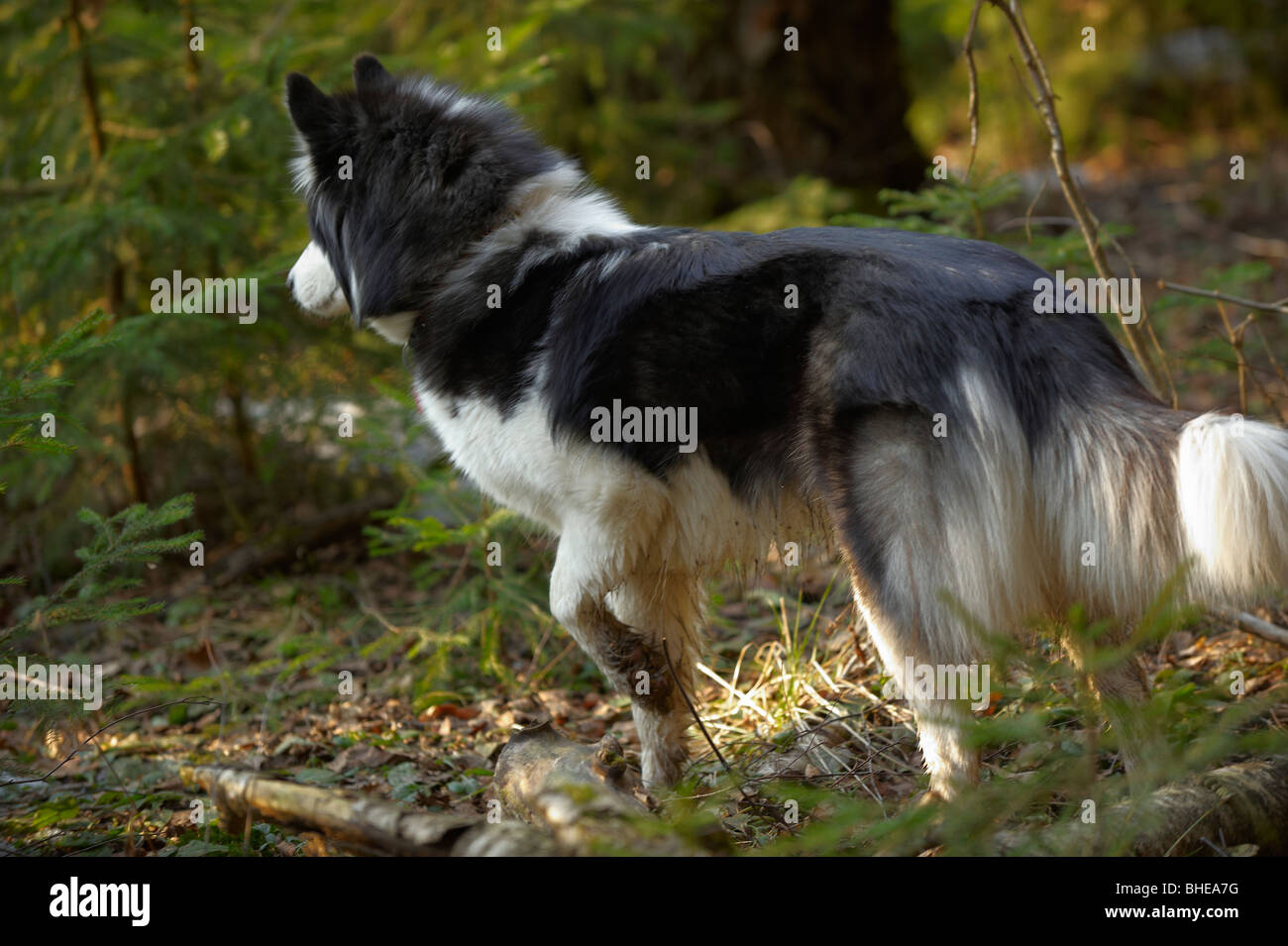The Siberian Husky Stock Photo - Alamy