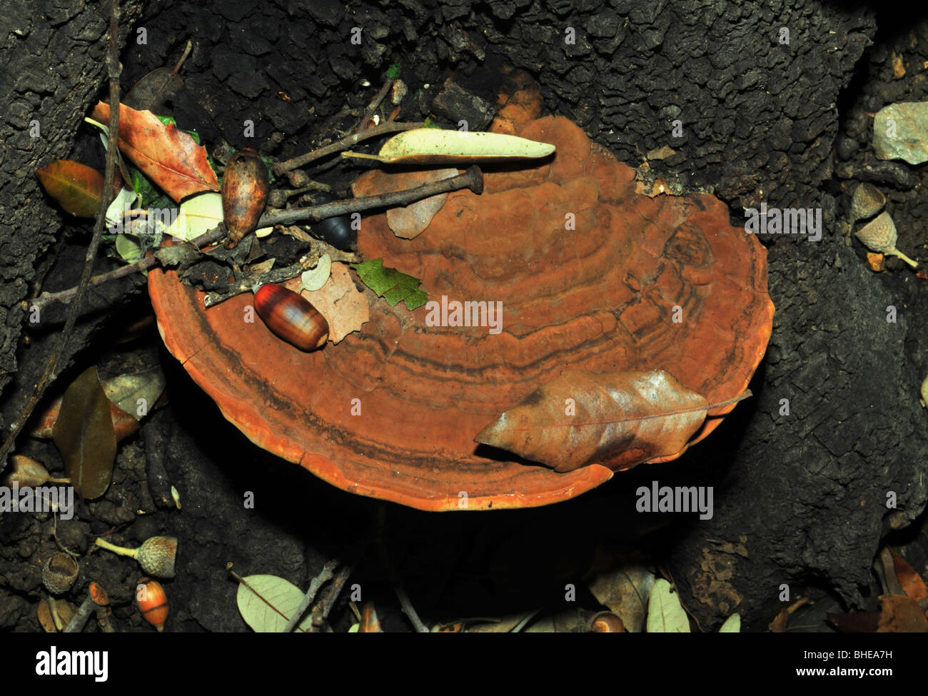 image of yet unidentified fungus Stock Photo - Alamy