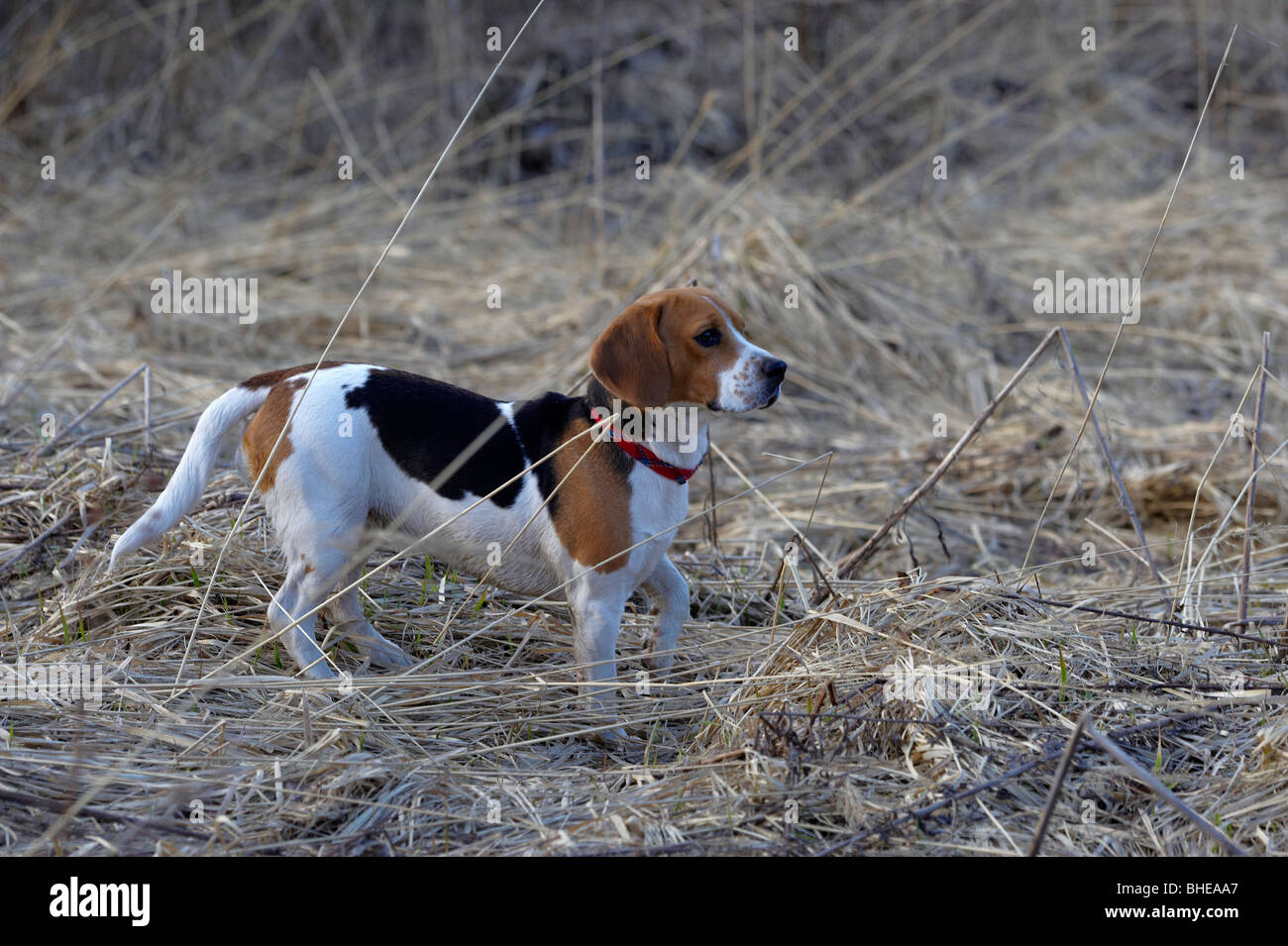 Hunt beagle hi-res stock photography and images - Alamy