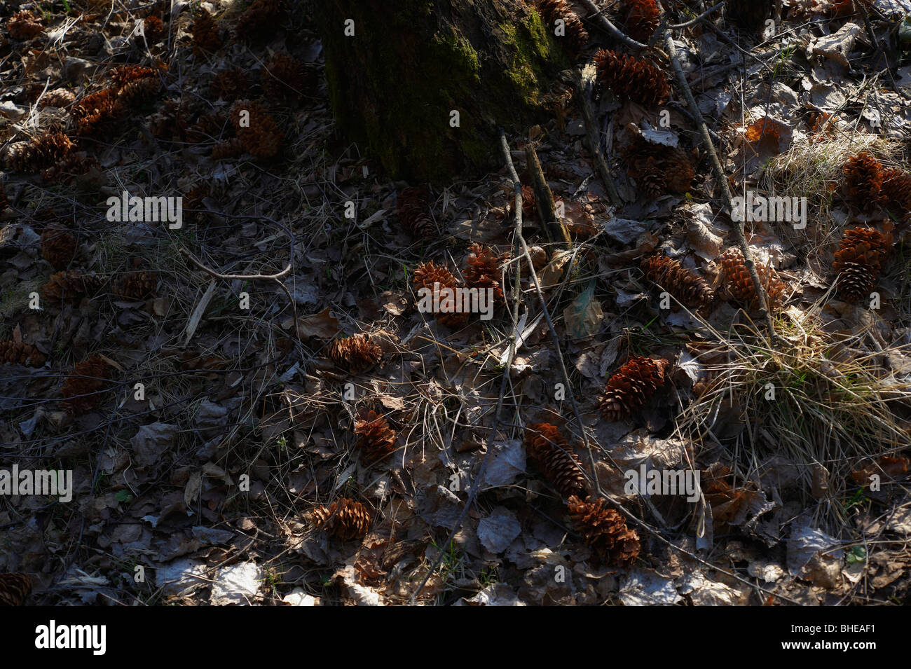 Deep wild forest Russia Stock Photo - Alamy