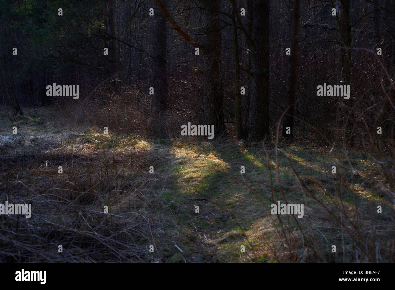 Deep wild forest Russia Stock Photo - Alamy