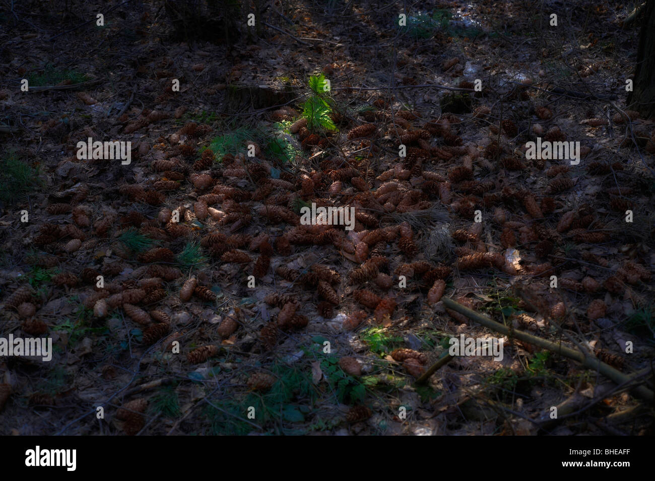Deep wild forest Russia Stock Photo - Alamy