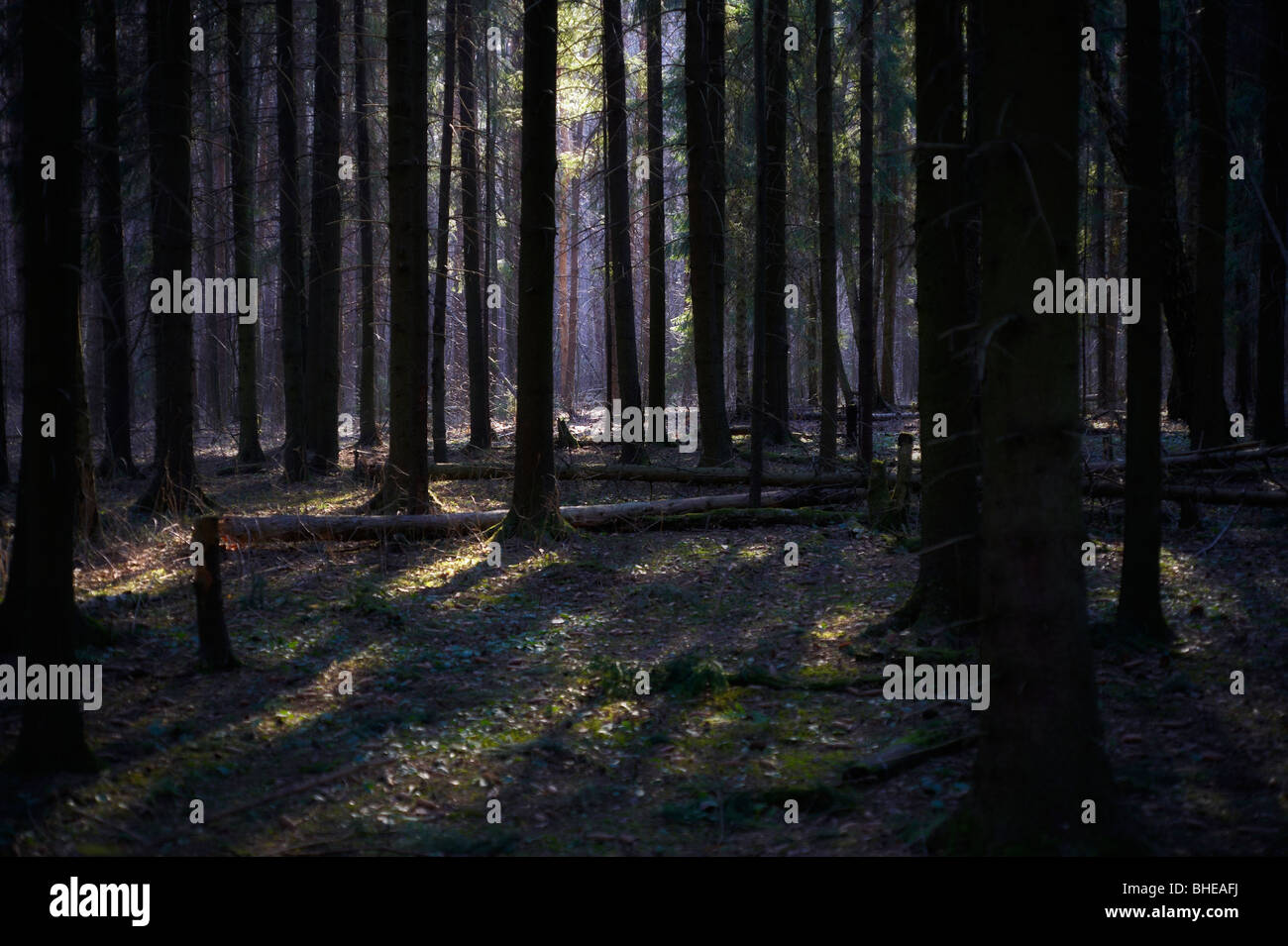 Deep wild forest Russia Stock Photo - Alamy