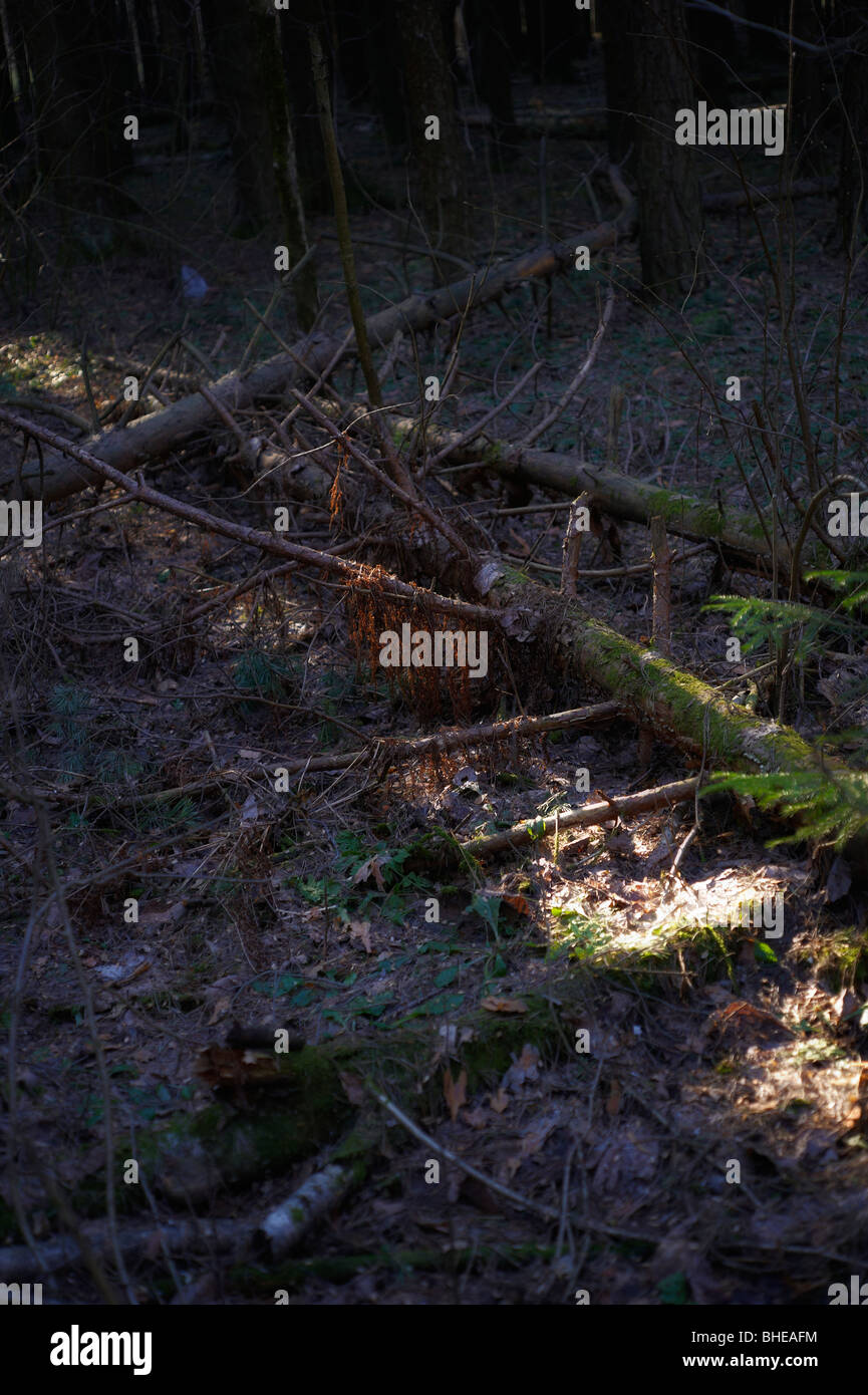 Deep wild forest Russia Stock Photo - Alamy