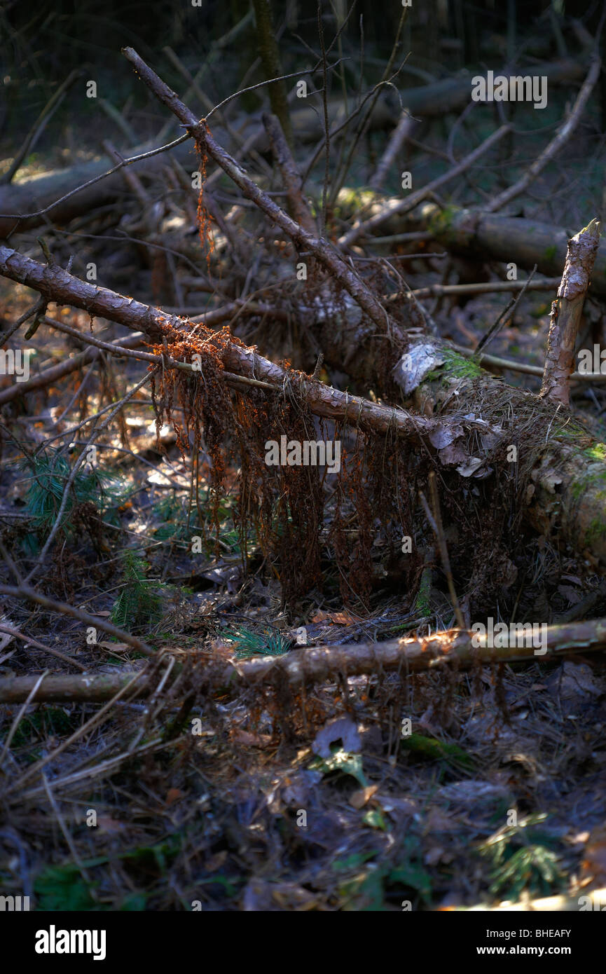 Deep wild forest Russia Stock Photo - Alamy