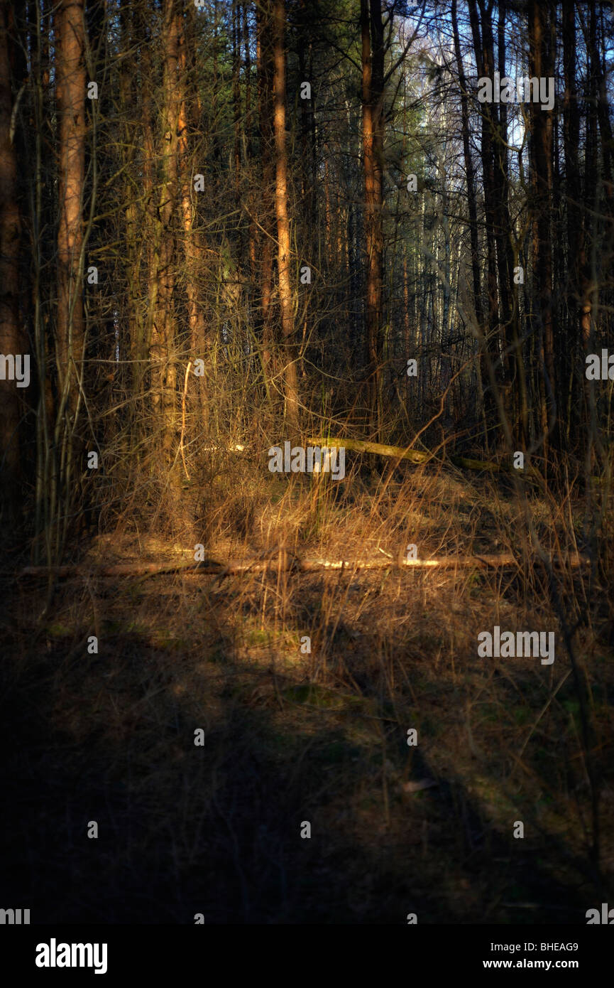 Deep wild forest Russia Stock Photo - Alamy