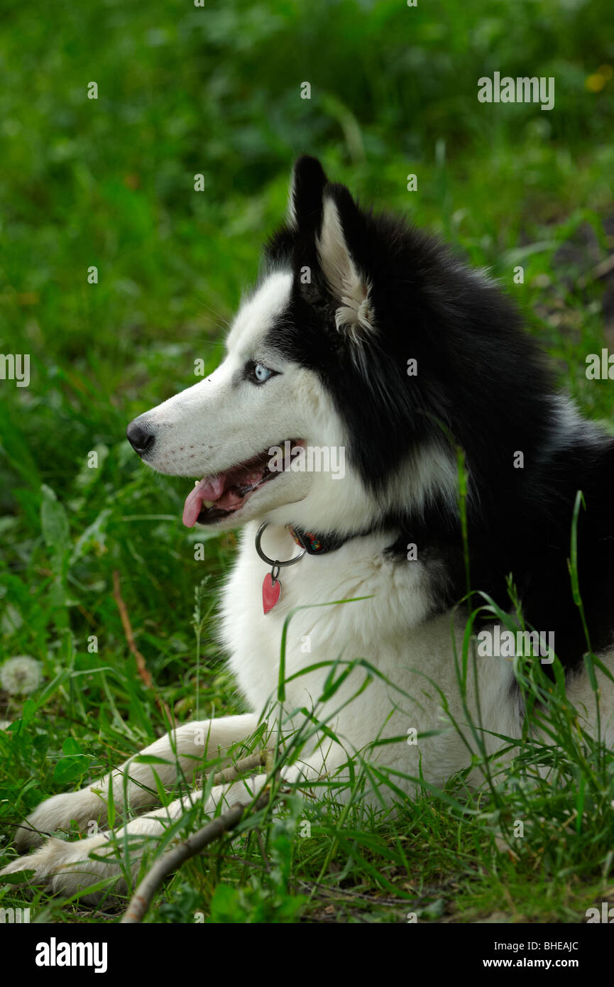 The Siberian Husky Stock Photo - Alamy