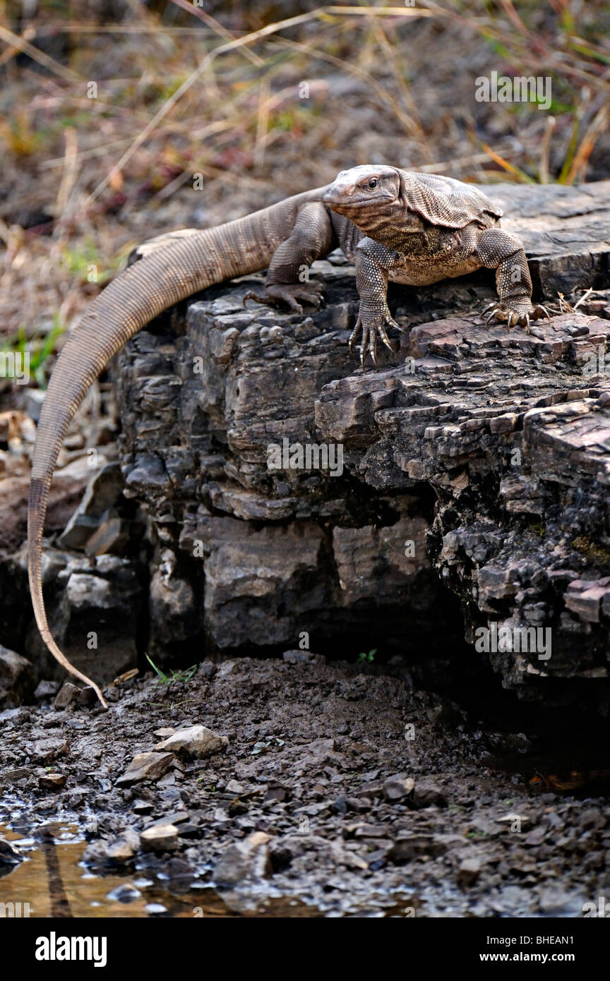 Bengal monitor (Varanus bengalensis) or Common Indian Monitor lizard in ...