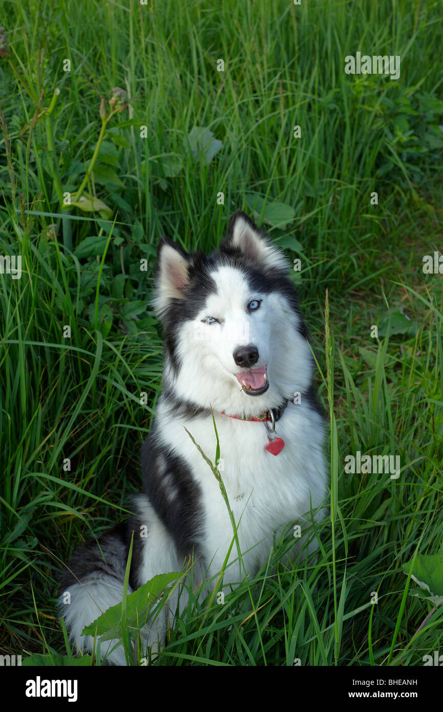 The Siberian Husky Stock Photo - Alamy