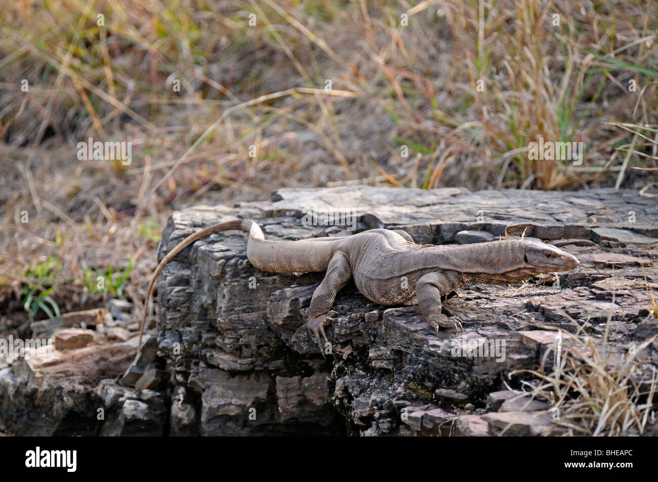 Bengal monitor (Varanus bengalensis) or Common Indian Monitor lizard in ...