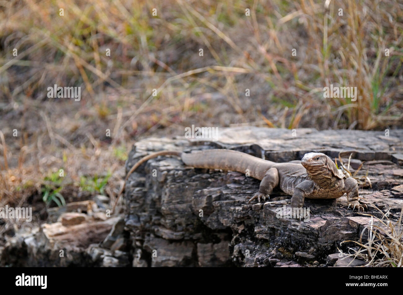 Bengal monitor (Varanus bengalensis) or Common Indian Monitor lizard in ...