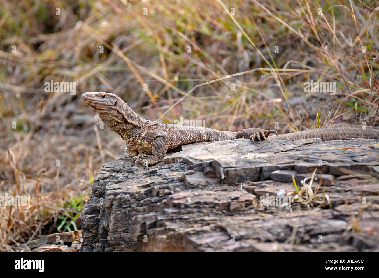 Bengal monitor (Varanus bengalensis) or Common Indian Monitor lizard in ...