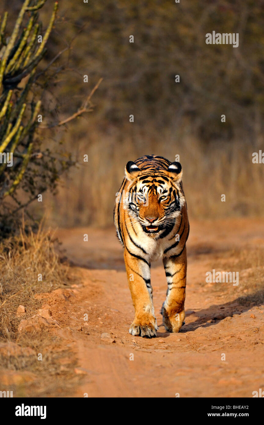 Tiger approach approaching hi-res stock photography and images - Alamy