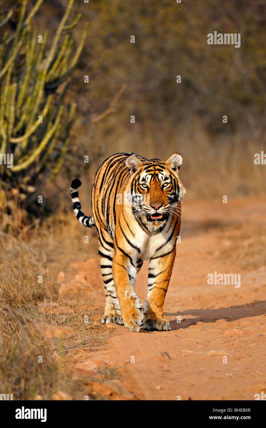 Tiger approach approaching hi-res stock photography and images - Alamy