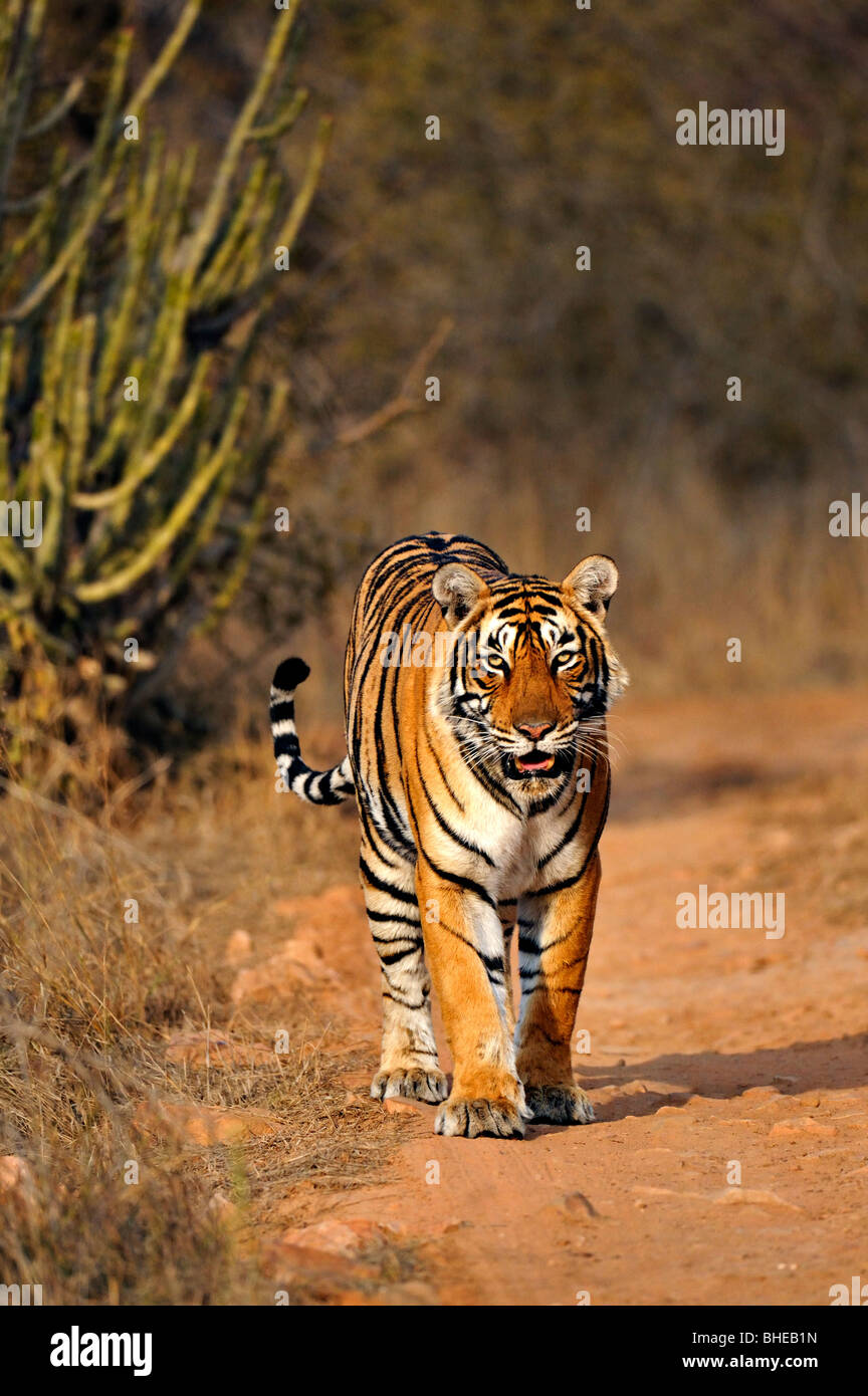 Tiger approach approaching hi-res stock photography and images - Alamy
