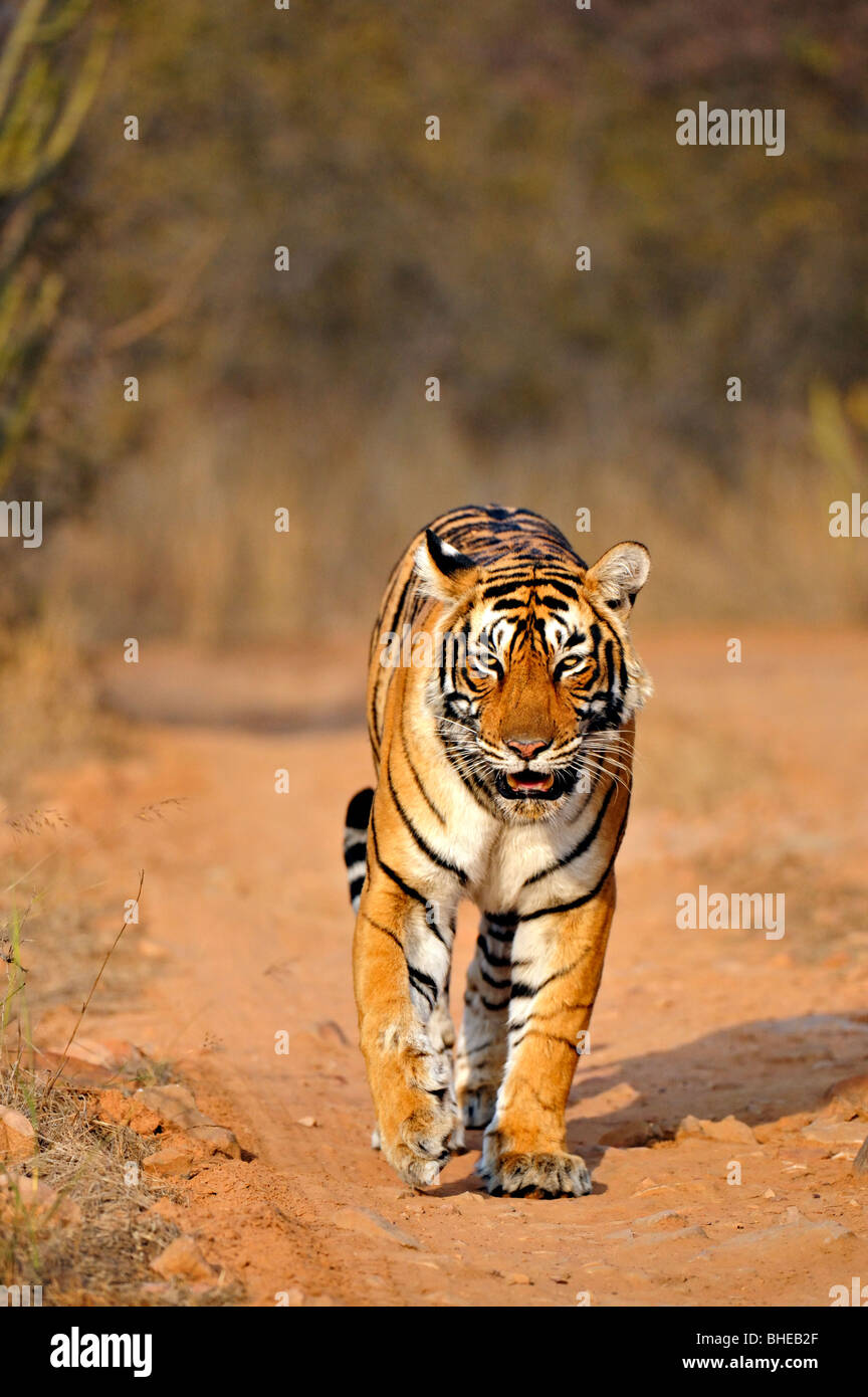 Tiger approach approaching hi-res stock photography and images - Alamy