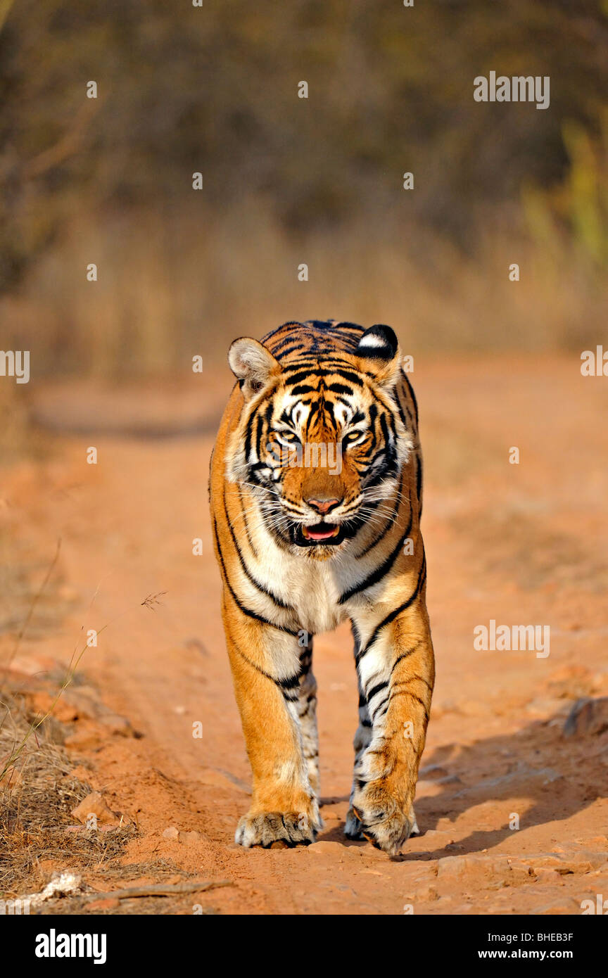 Tiger approach approaching hi-res stock photography and images - Alamy