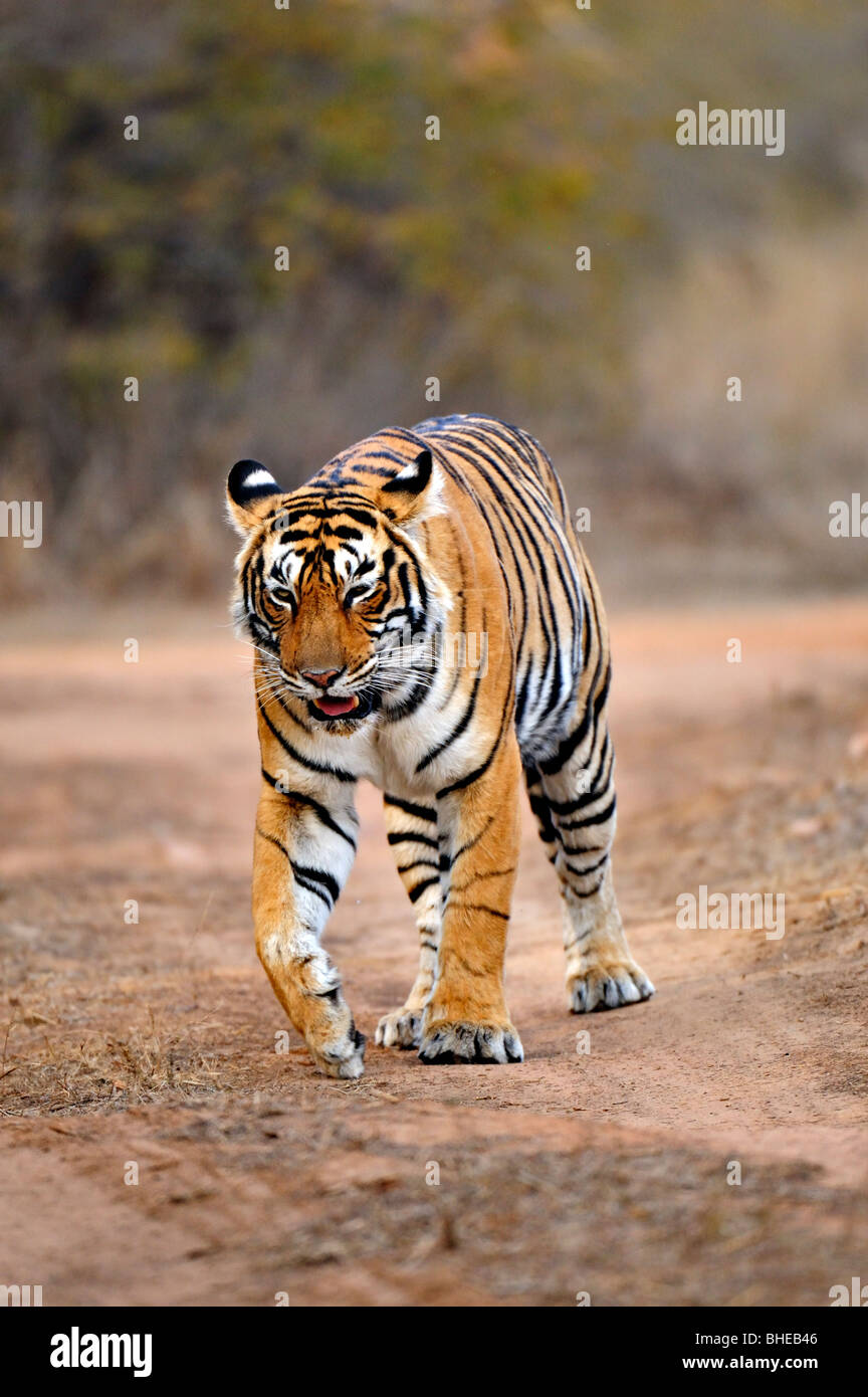 Tiger approach approaching hi-res stock photography and images - Alamy