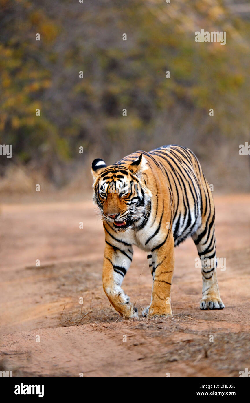Tiger moving on the forest tracks of Ranthambore tiger reserve Stock ...