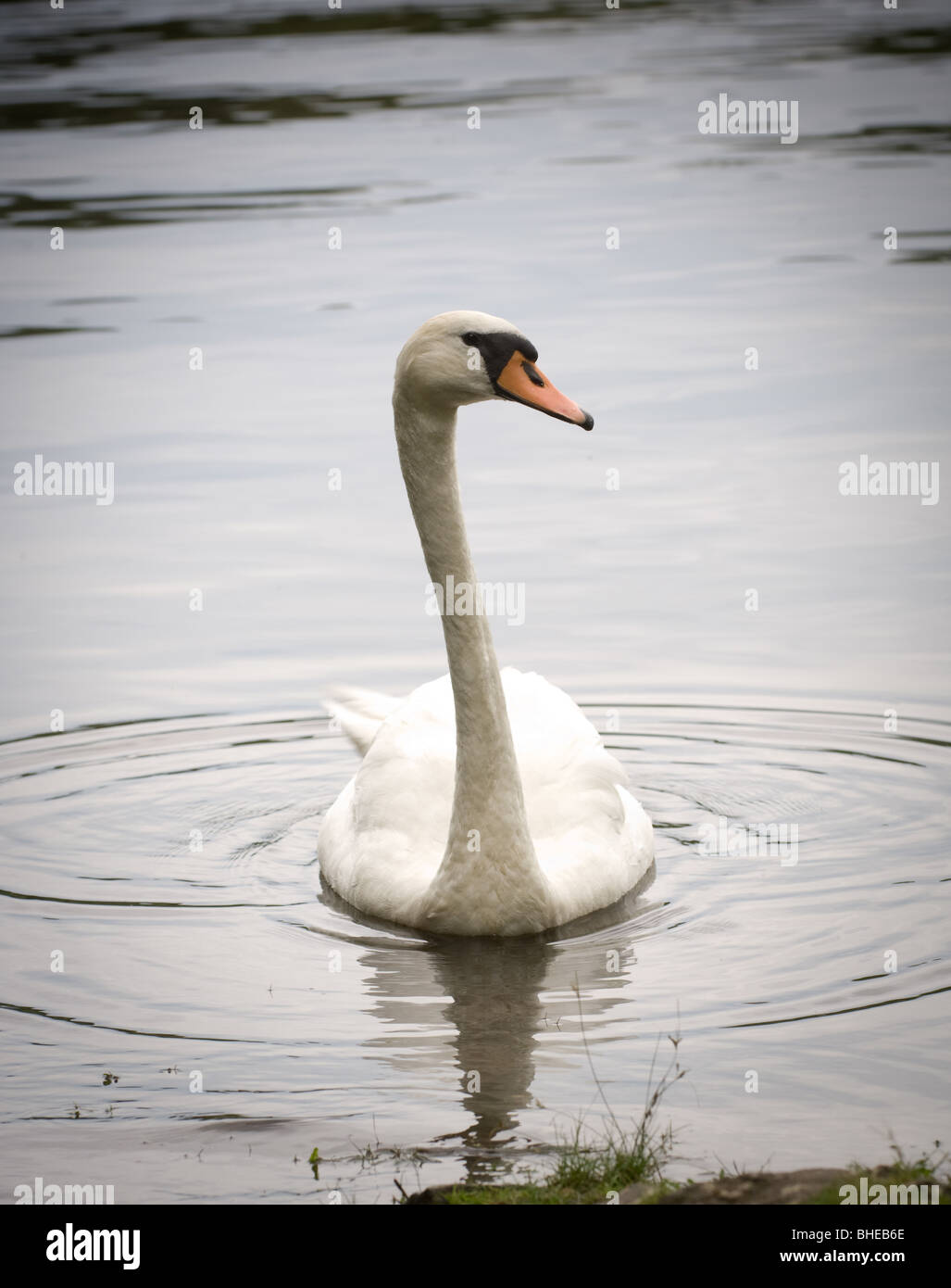 Orange bill on a mute swan hi-res stock photography and images - Alamy