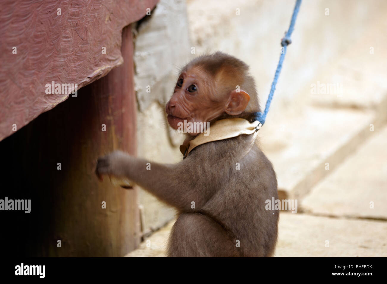 Ecovillage Nam Lik, Laos, monkey Stock Photo - Alamy