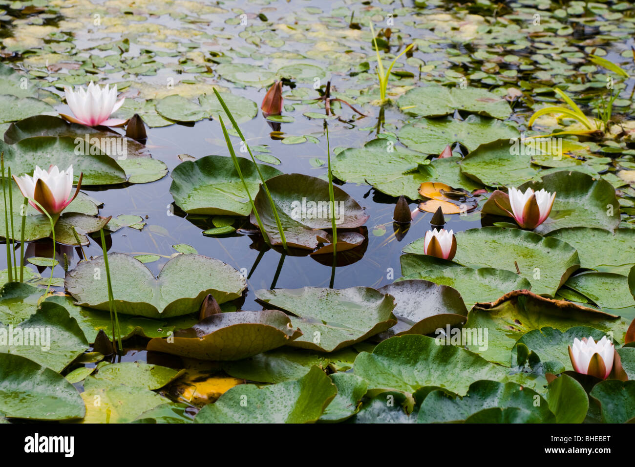 Water lilies, Nymphaea, in pond Stock Photo - Alamy