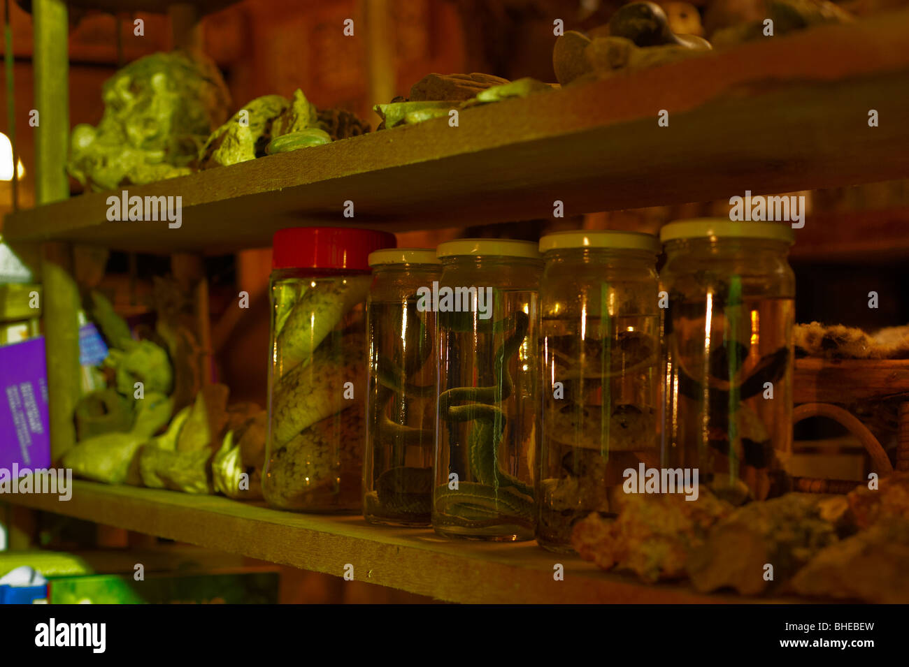The collection of skulls and snakes in the Ecovillage Nam Lik. Laos ...