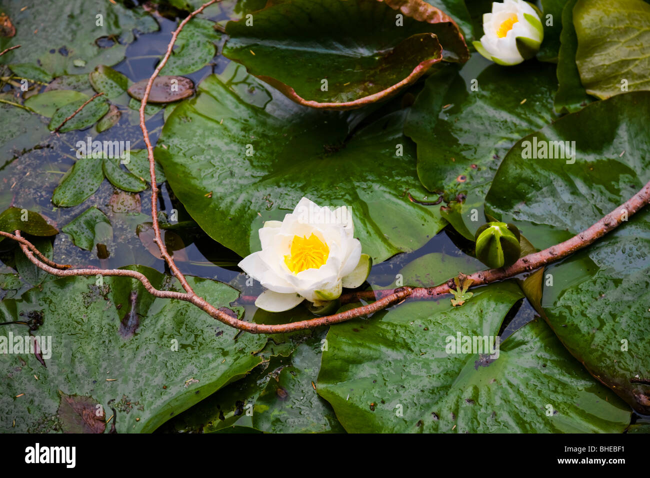 Water lilies, Nymphaea, in pond Stock Photo - Alamy