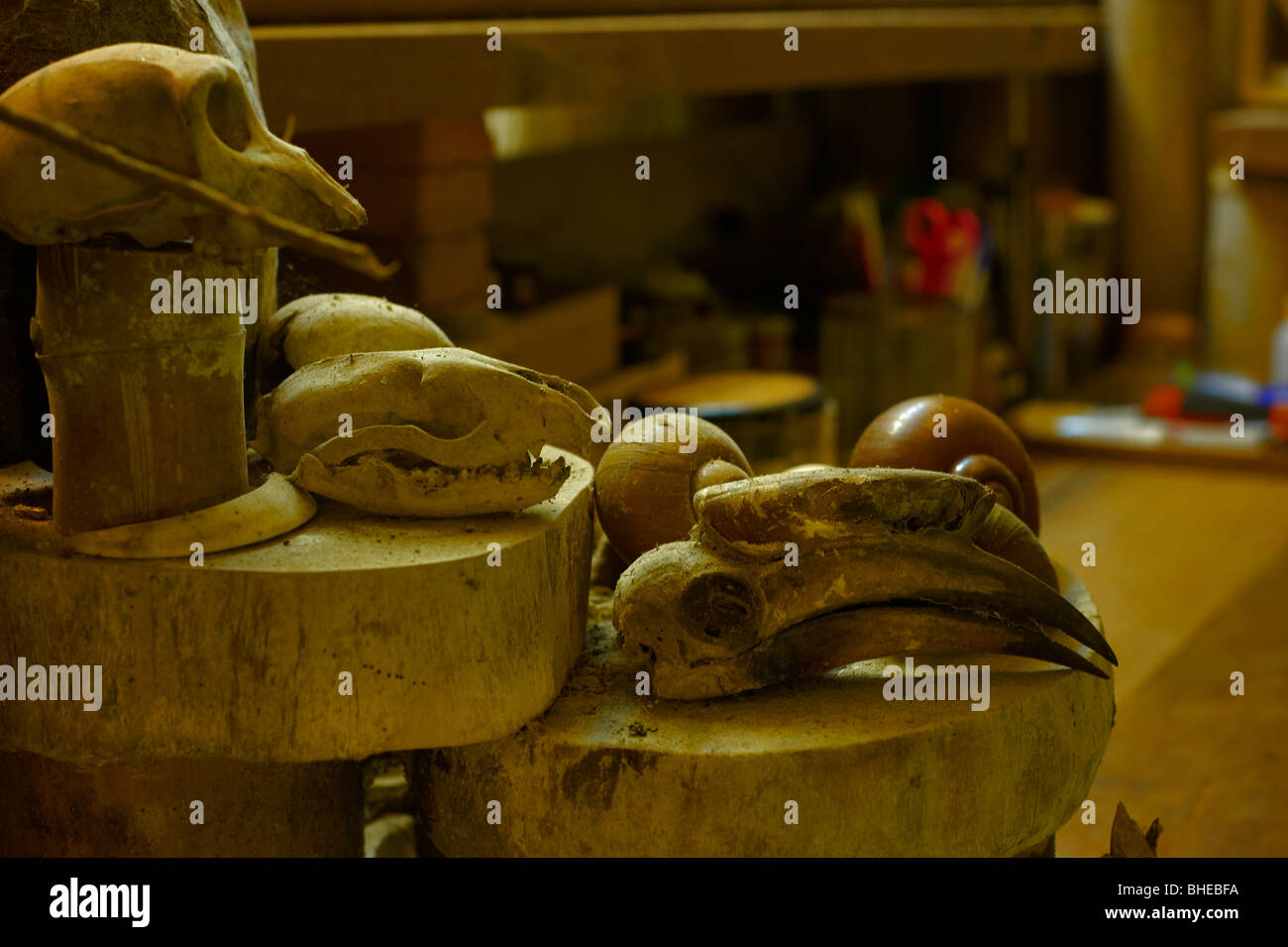 The collection of skulls and snakes in the Ecovillage Nam Lik. Laos ...