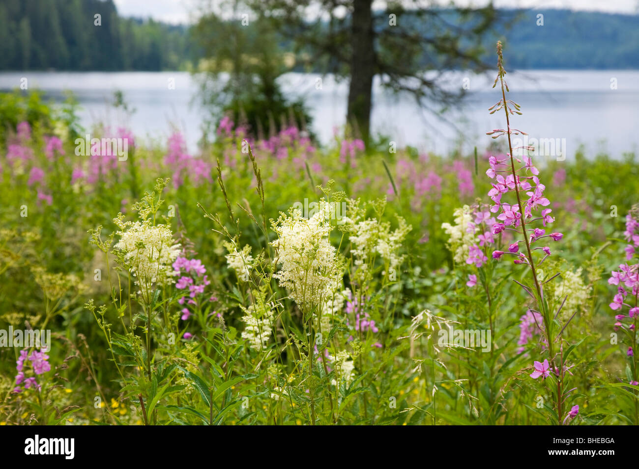 Pink meadowsweet hi-res stock photography and images - Alamy