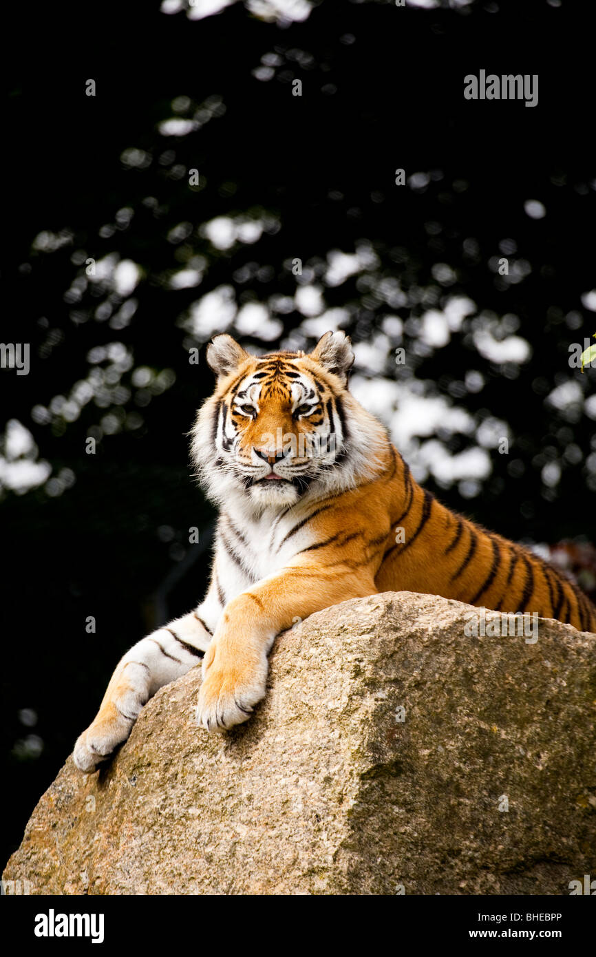 Tiger rock hi-res stock photography and images - Alamy