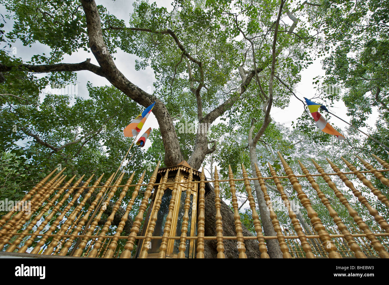 Sri Maha Bodhi -The sacred Bo Tree at Anuradhapura Sri Lanka Stock ...
