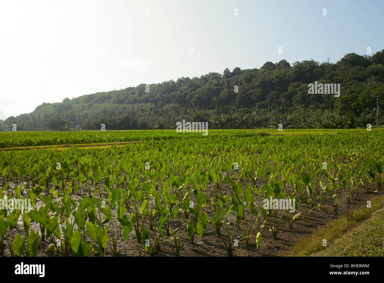 Fields of taro hi-res stock photography and images - Alamy