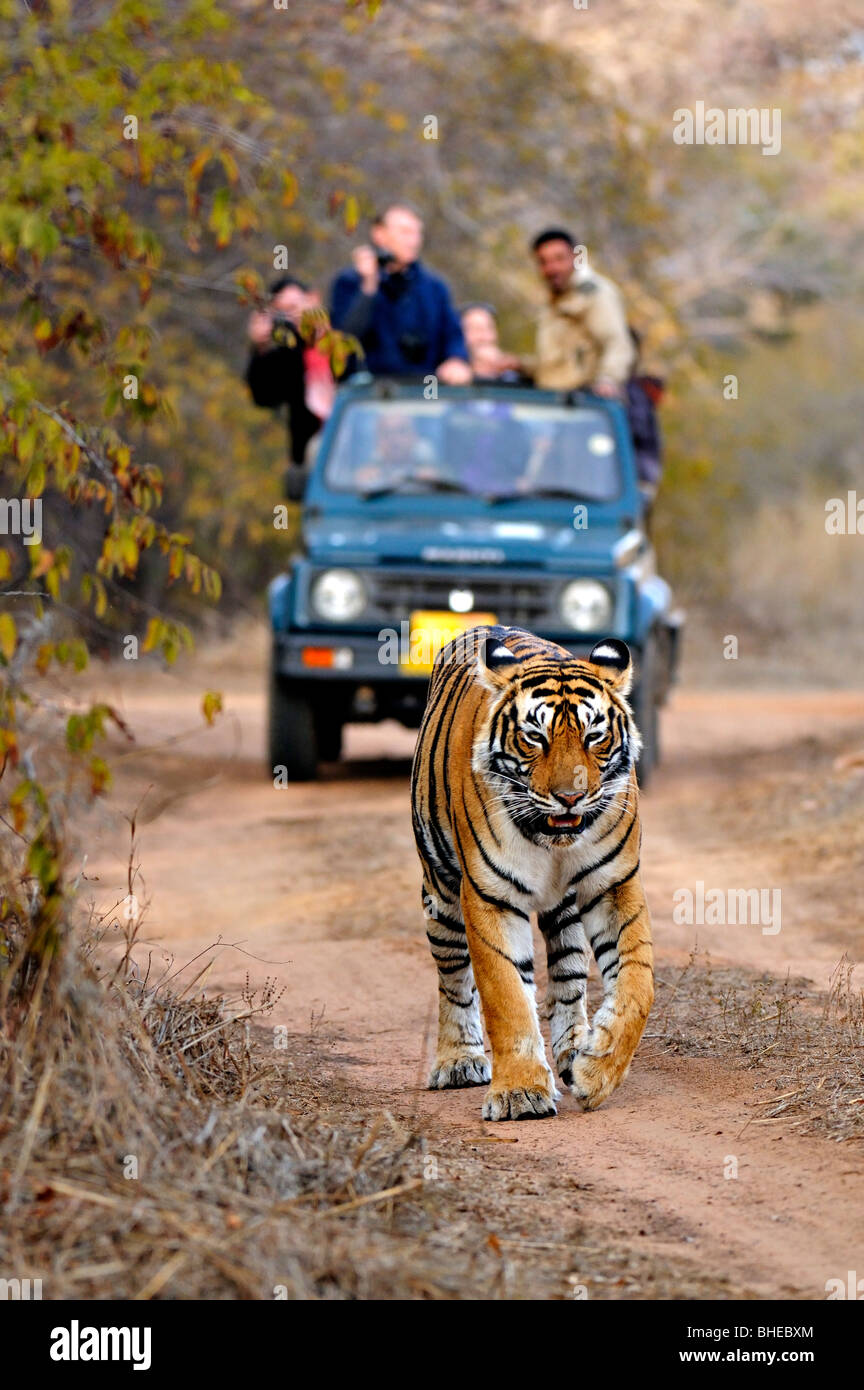 Tourist vehicles following tiger on hi-res stock photography and images ...