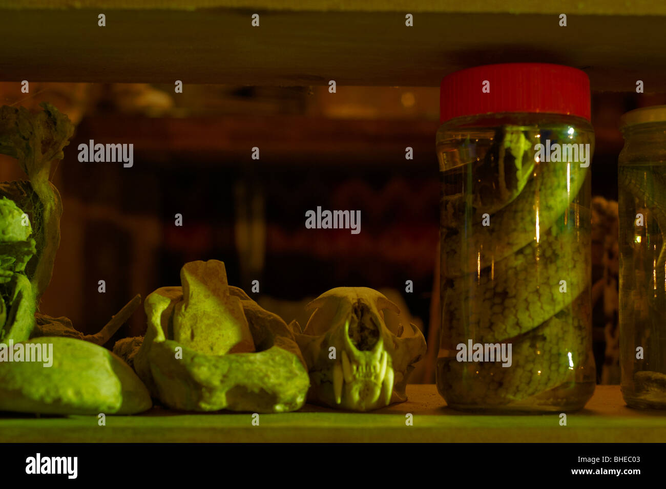 The collection of skulls and snakes in the Ecovillage Nam Lik. Laos ...