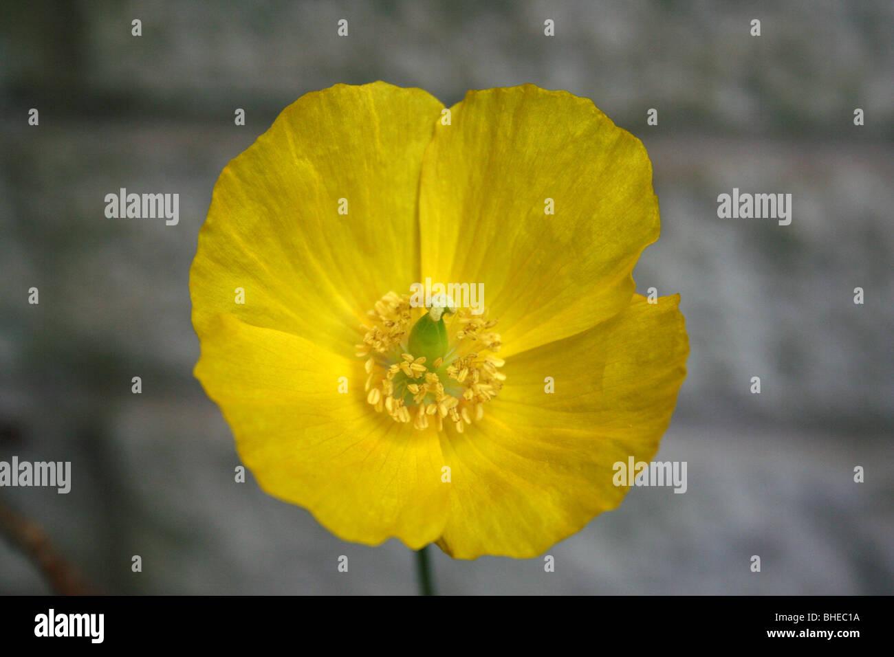 Welsh Poppy ( Meconopsis Cambrica Stock Photo - Alamy