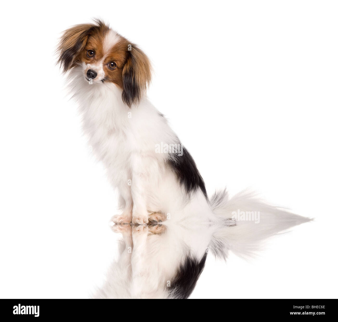 Pappillon hi-res stock photography and images - Alamy